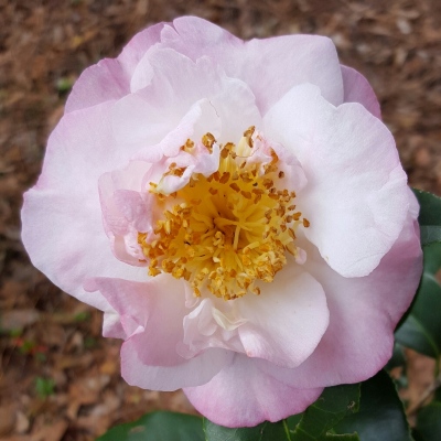 Camellia Library - Search by bloom characteristics