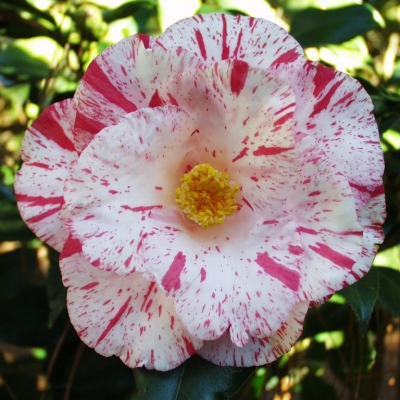 Camellia Library - General Search Feature - NHC