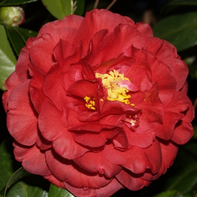 Camellia Library - General Search Feature - NHC