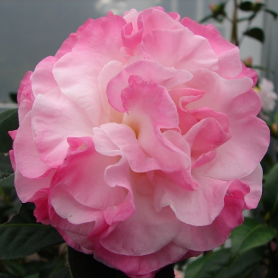 Camellia Library - Search by bloom characteristics