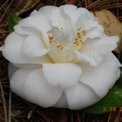 Camellia Library - Search by bloom characteristics