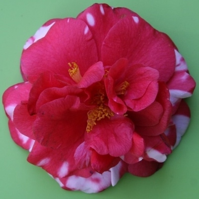 Camellia Library - Search by bloom characteristics