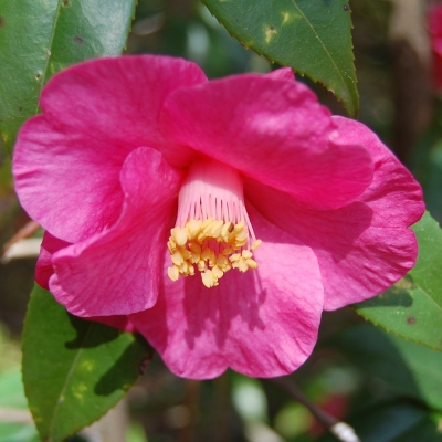 Camellia Library - General Search Feature - Bloom Rankings