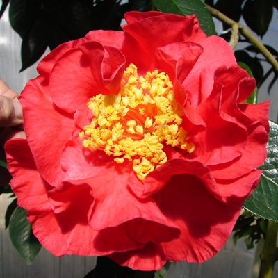 Camellia Library - General Search Feature - Bloom Rankings