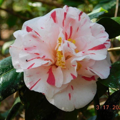 Camellia Library - Search by bloom characteristics