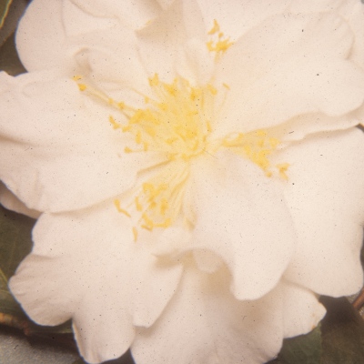 Camellia Library - Search by bloom characteristics