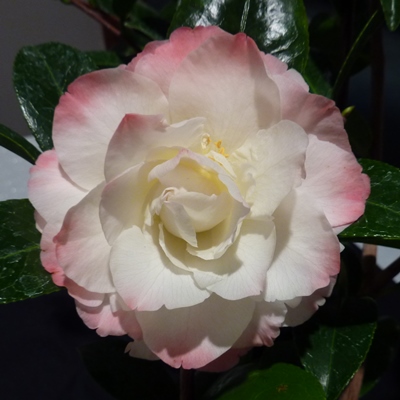 Camellia Library - General Search Feature - NHC