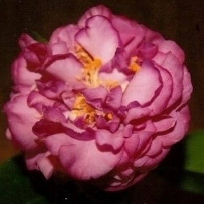 Camellia Library - Search by bloom characteristics
