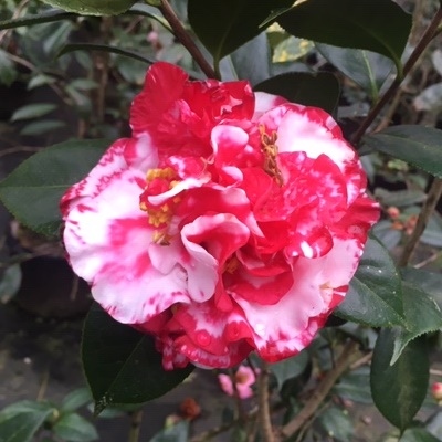 Camellia Library - General Search Feature - MLG