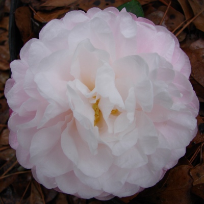 Camellia Library - Search by bloom characteristics