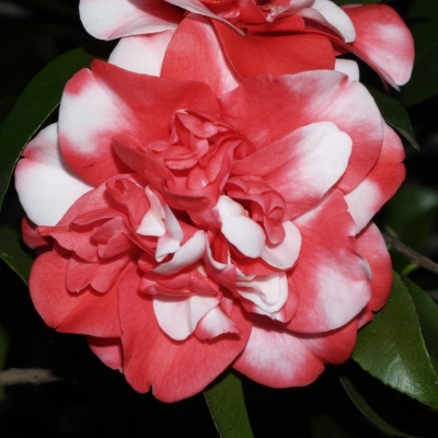 Governor Mouton Camellia