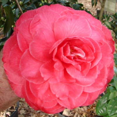 Camellia Library - General Search Feature - MLG