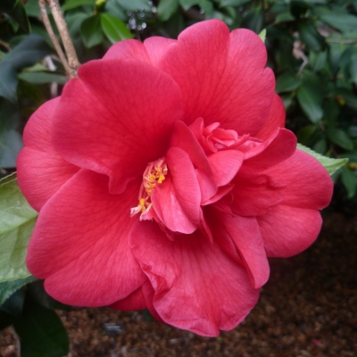 Camellia Library - General Search Feature - Bloom Rankings