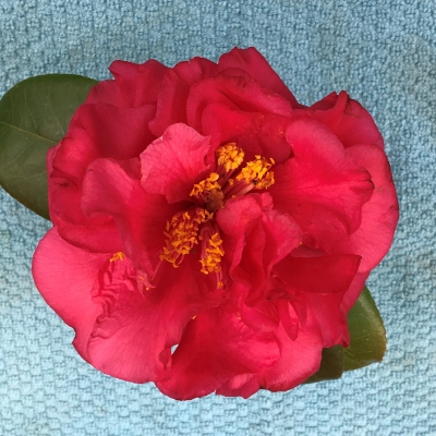 Camellia Library - Search by bloom characteristics