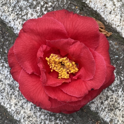 Camellia Library - General Search Feature - MLG