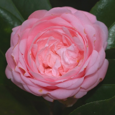 Camellia Library - Search by bloom characteristics