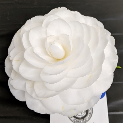 Camellia Library - Search by bloom characteristics