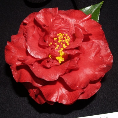 Camellia Library - General Search Feature - Bloom Rankings