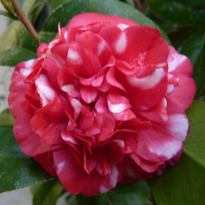 Wilmington Camellia Show - 2023 | American Camellia Society