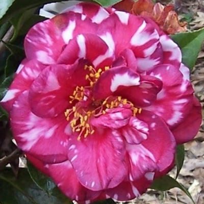 Camellia Library - Search by bloom characteristics