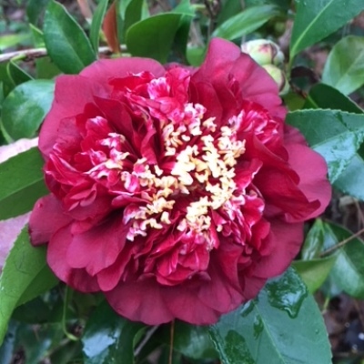 Camellia Library - General Search Feature - Bloom Rankings