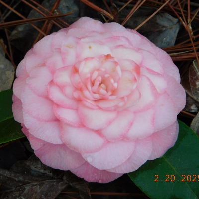 Camellia Library - Search by bloom characteristics