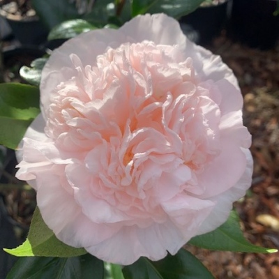 Camellia Library - General Search Feature - Bloom Rankings