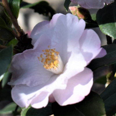 Camellia Library - General Search Feature - Bloom Rankings