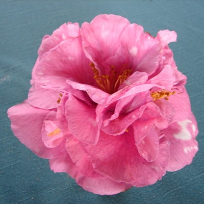 Camellia Library - Search by bloom characteristics