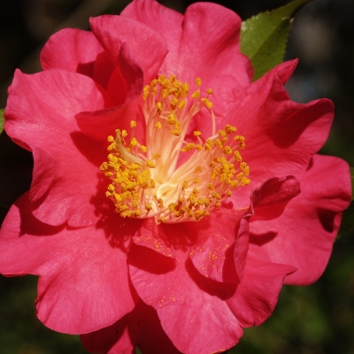 Coastal Carolina Camellia Show - 2023 | American Camellia Society