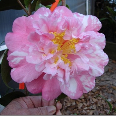 Camellia Library - General Search Feature - Bloom Rankings