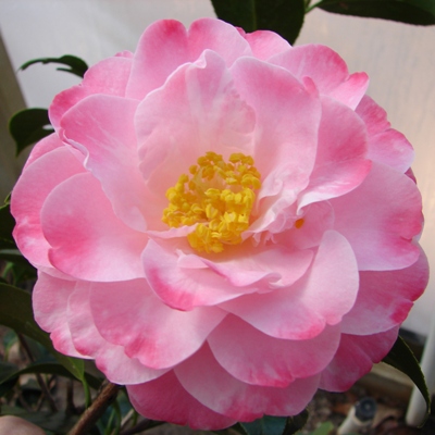 Camellia Library - General Search Feature - Bloom Rankings