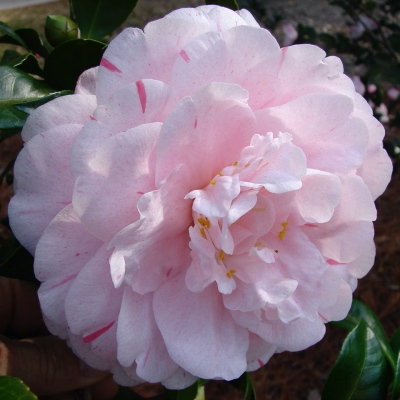 Camellia Library - Search by bloom characteristics