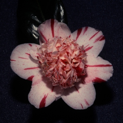 Camellia Library - General Search Feature - Bloom Rankings