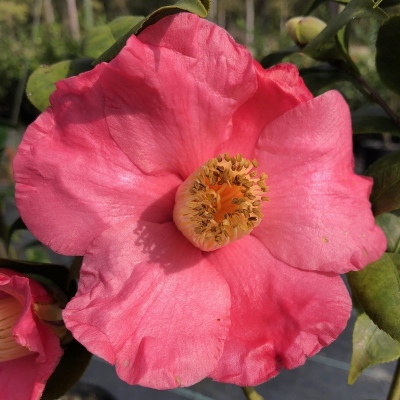 Camellia Library - General Search Feature - NHC