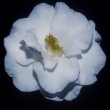 Atlantic Coast Camellia Society - Camellia Picture Library
