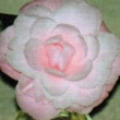 Atlantic Coast Camellia Society - Camellia Picture Library