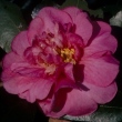 Atlantic Coast Camellia Society - Camellia Picture Library