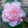 Atlantic Coast Camellia Society - Camellia Picture Library