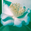 Atlantic Coast Camellia Society - Camellia Picture Library