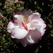 Atlantic Coast Camellia Society - Camellia Picture Library