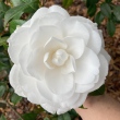 Atlantic Coast Camellia Society - Camellia Picture Library