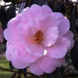 Atlantic Coast Camellia Society - Camellia Picture Library