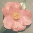 Atlantic Coast Camellia Society - Camellia Picture Library