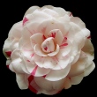 Atlantic Coast Camellia Society - Camellia Picture Library