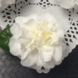 Atlantic Coast Camellia Society - Camellia Picture Library