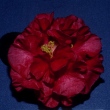 Atlantic Coast Camellia Society - Camellia Picture Library