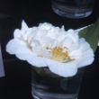 Atlantic Coast Camellia Society - Camellia Picture Library