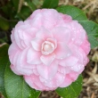Atlantic Coast Camellia Society - Camellia Picture Library