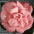 Atlantic Coast Camellia Society - Camellia Picture Library